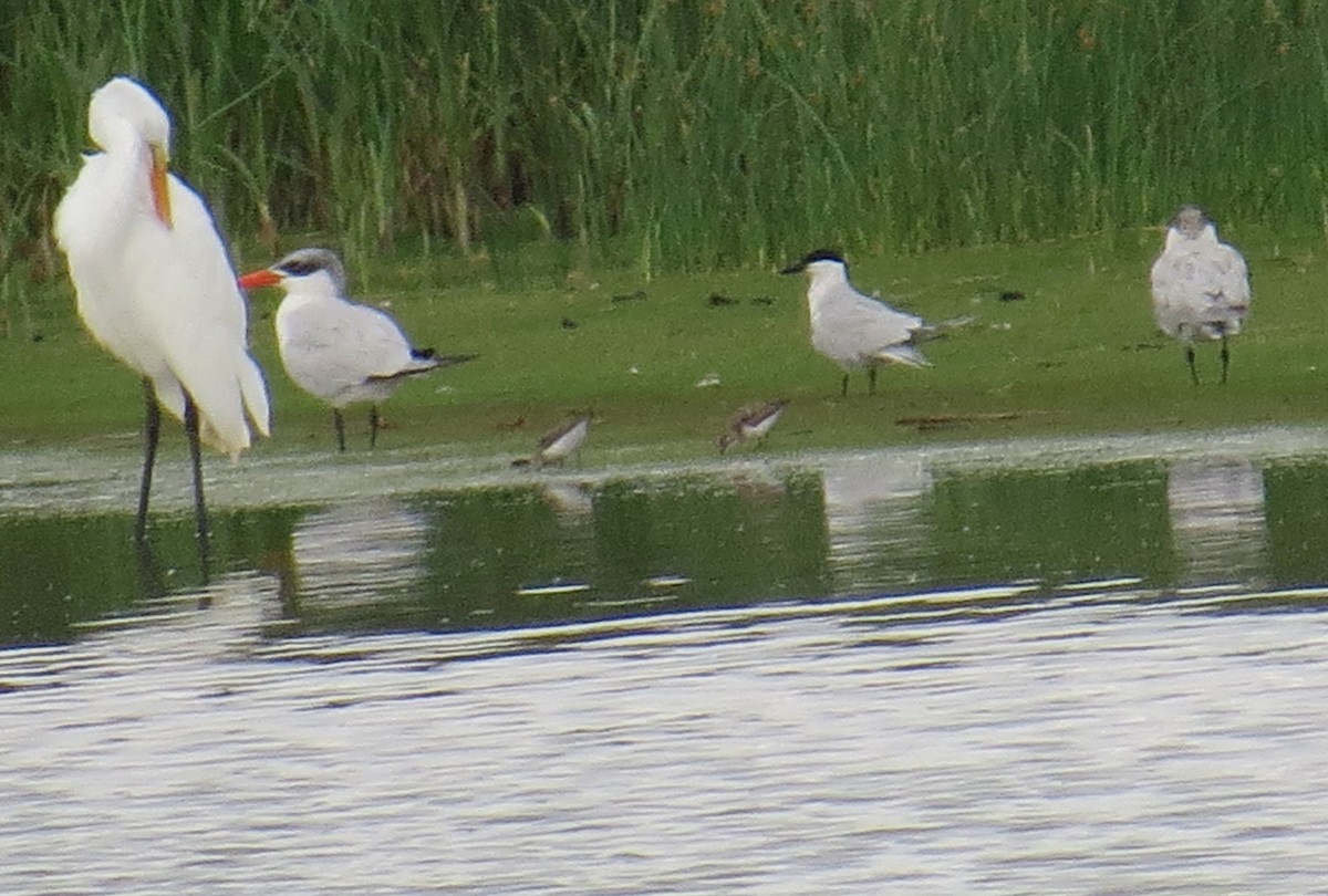 eBird Checklist - 28 Jul 2018 - Hog Island WMA - 65 species
