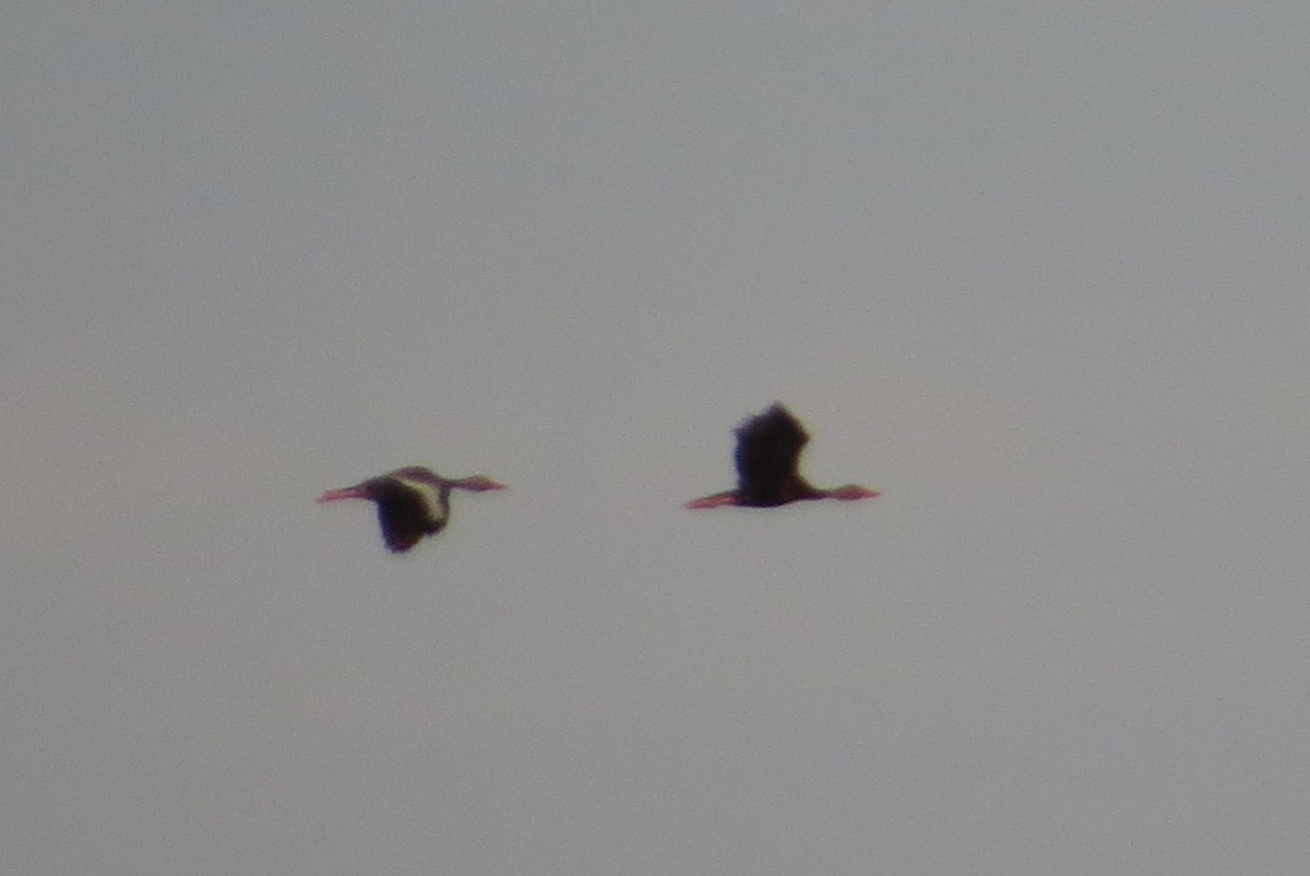 eBird Checklist - 28 Jul 2018 - Phinizy Swamp Nature Park - 37 species