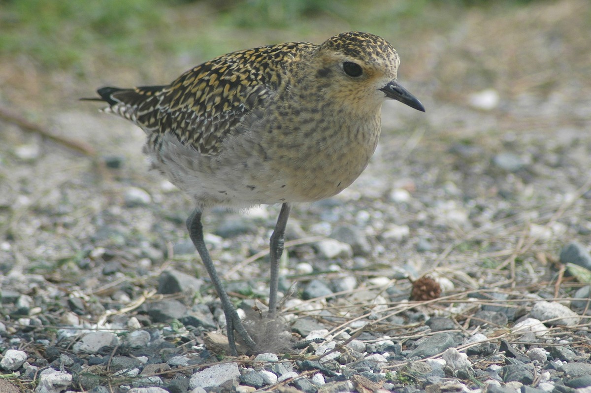 ML108986521 - Pacific Golden-Plover - Macaulay Library