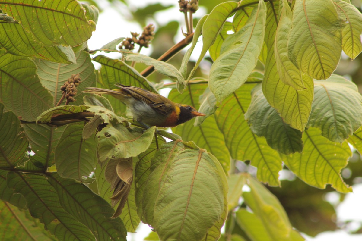 ML109377001 - Guira Tanager - Macaulay Library