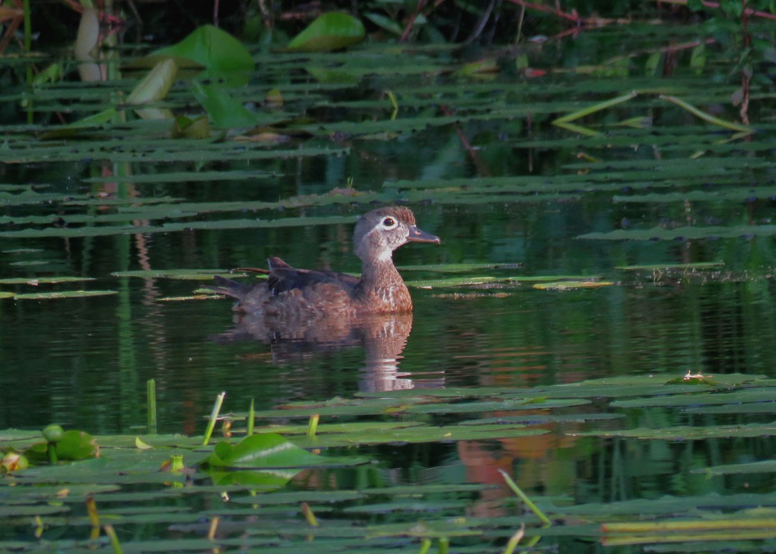 Wisconsin Breeding Bird Atlas Checklist - 31 Jul 2018 - Tichora ...