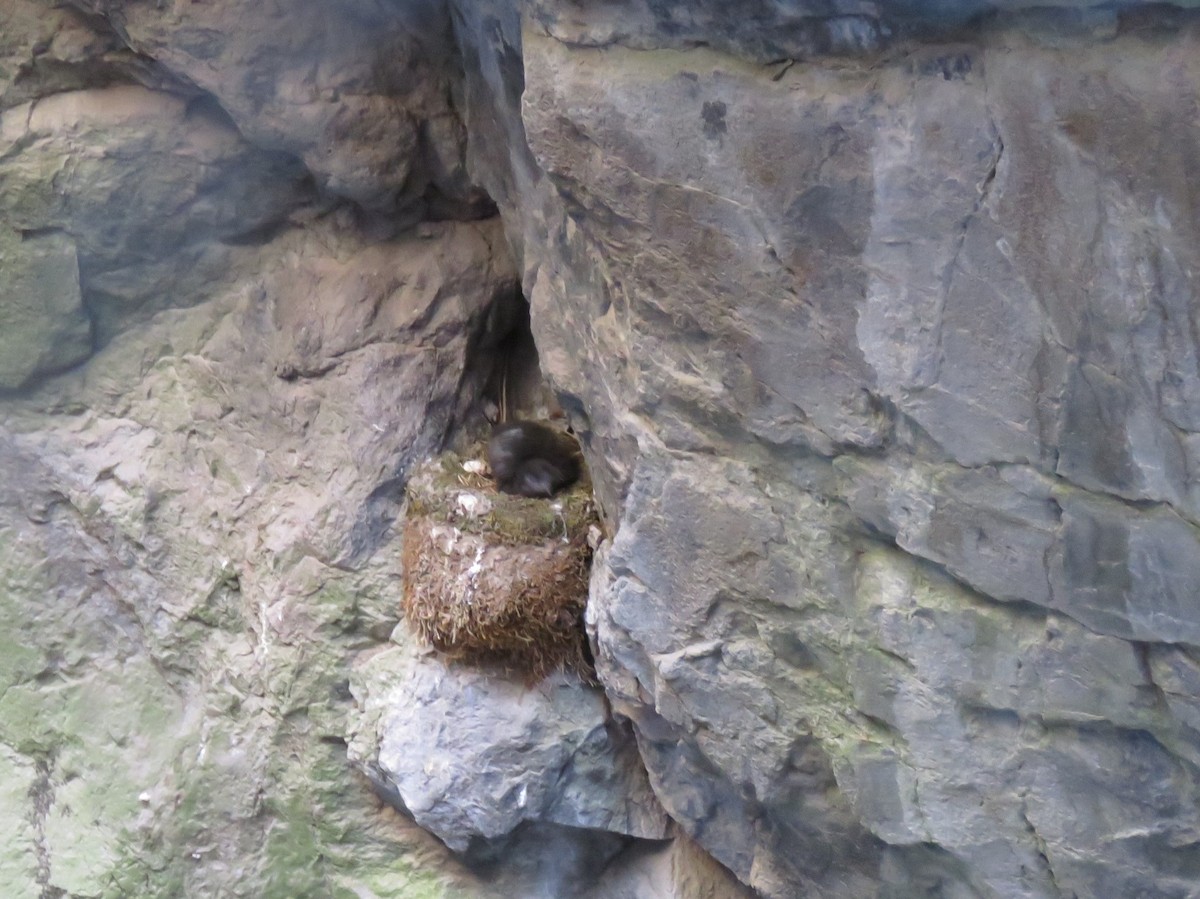 ML109515491 - Black Swift - Macaulay Library