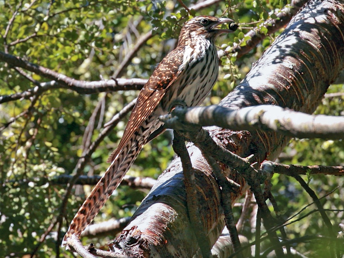 Kuyil Bird Chatak Only Bird To Drinks Rain Drops To Quench Thirst