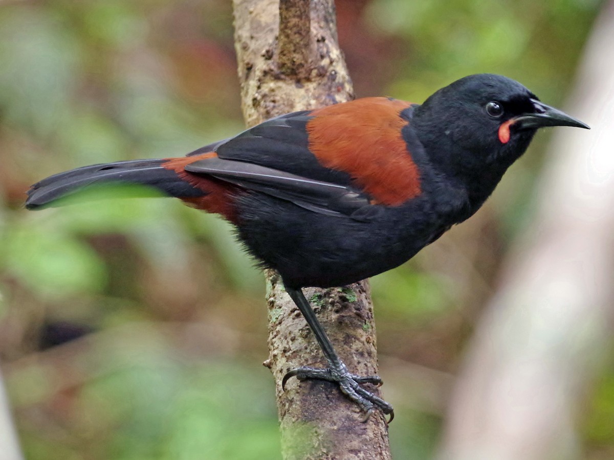 South Island Saddleback - Philesturnus carunculatus - Birds of the World