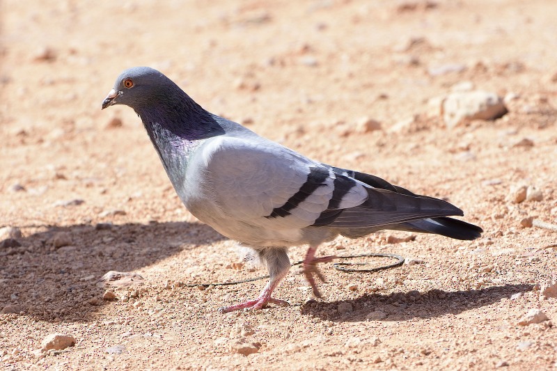 eBird Checklist - 31 Jul 2018 - Coober Pedy Sewage Ponds - 9 species