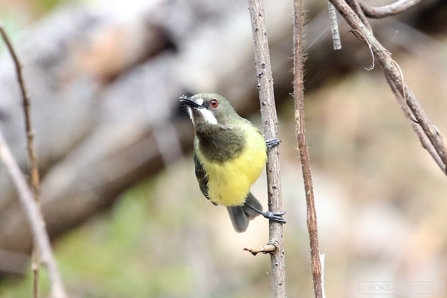 Fairy Gerygone (Black-throated) - eBird