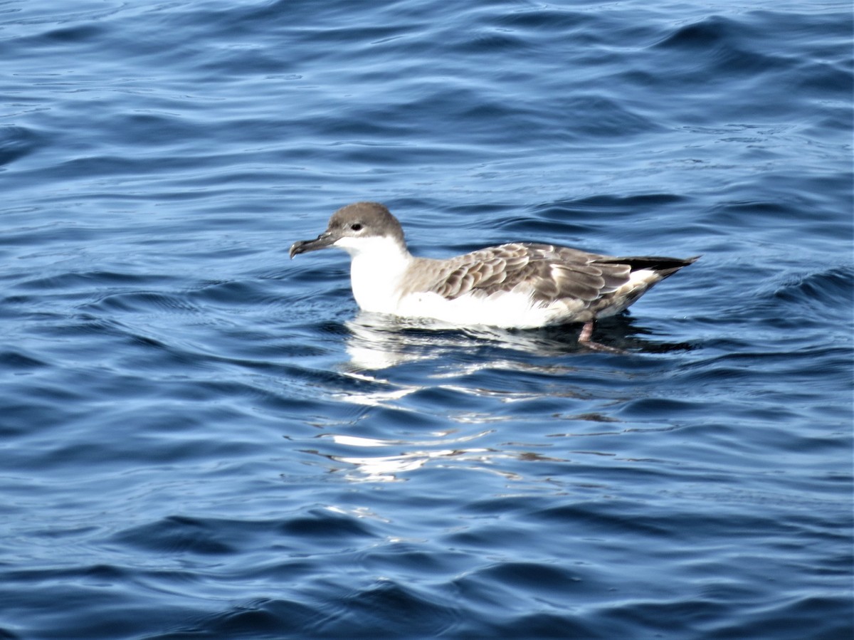 ML111772871 - Great Shearwater - Macaulay Library
