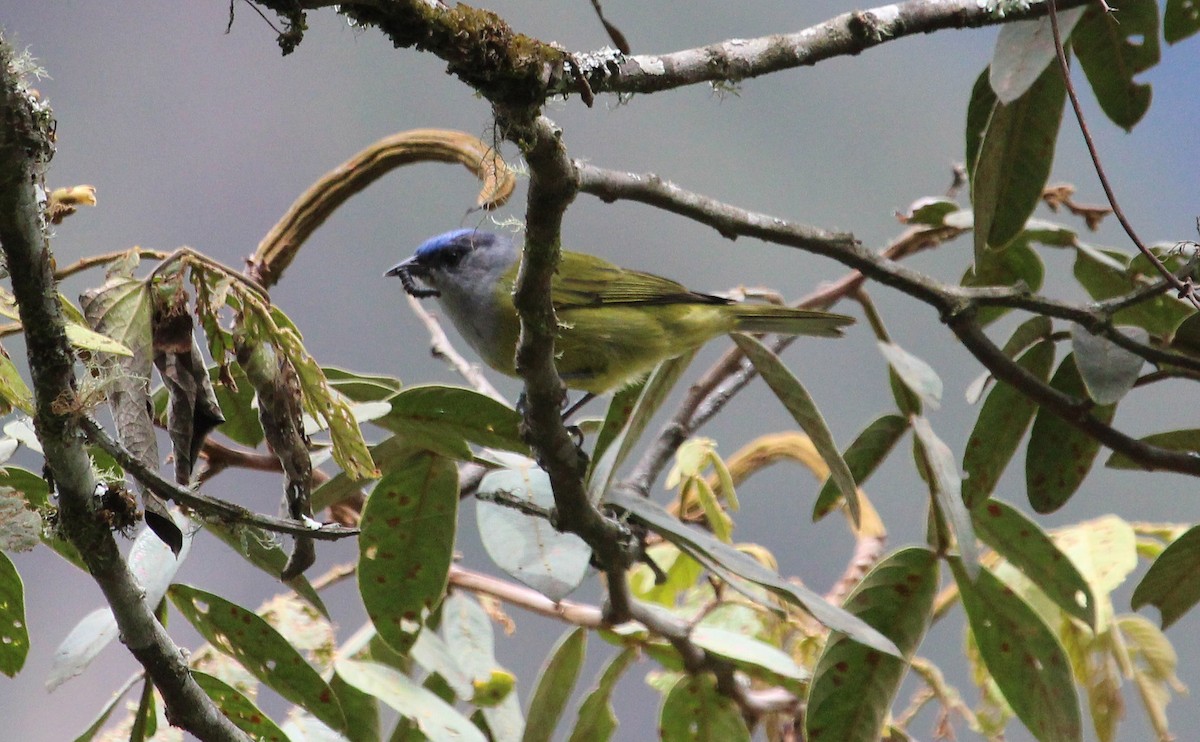 ML112349241 - Blue-capped Tanager - Macaulay Library