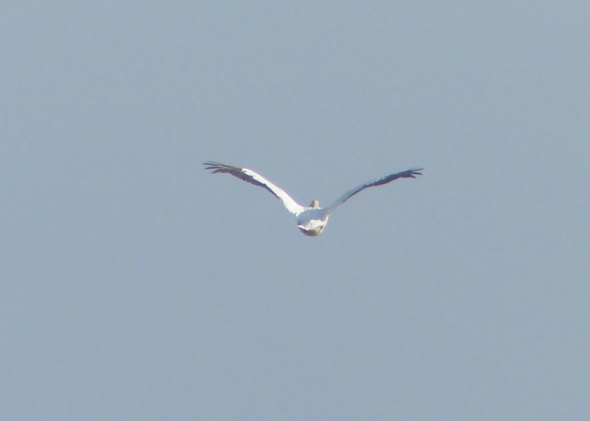 eBird Checklist - 26 Aug 2018 - Arcata Bottoms--V St. Loop - 5 species
