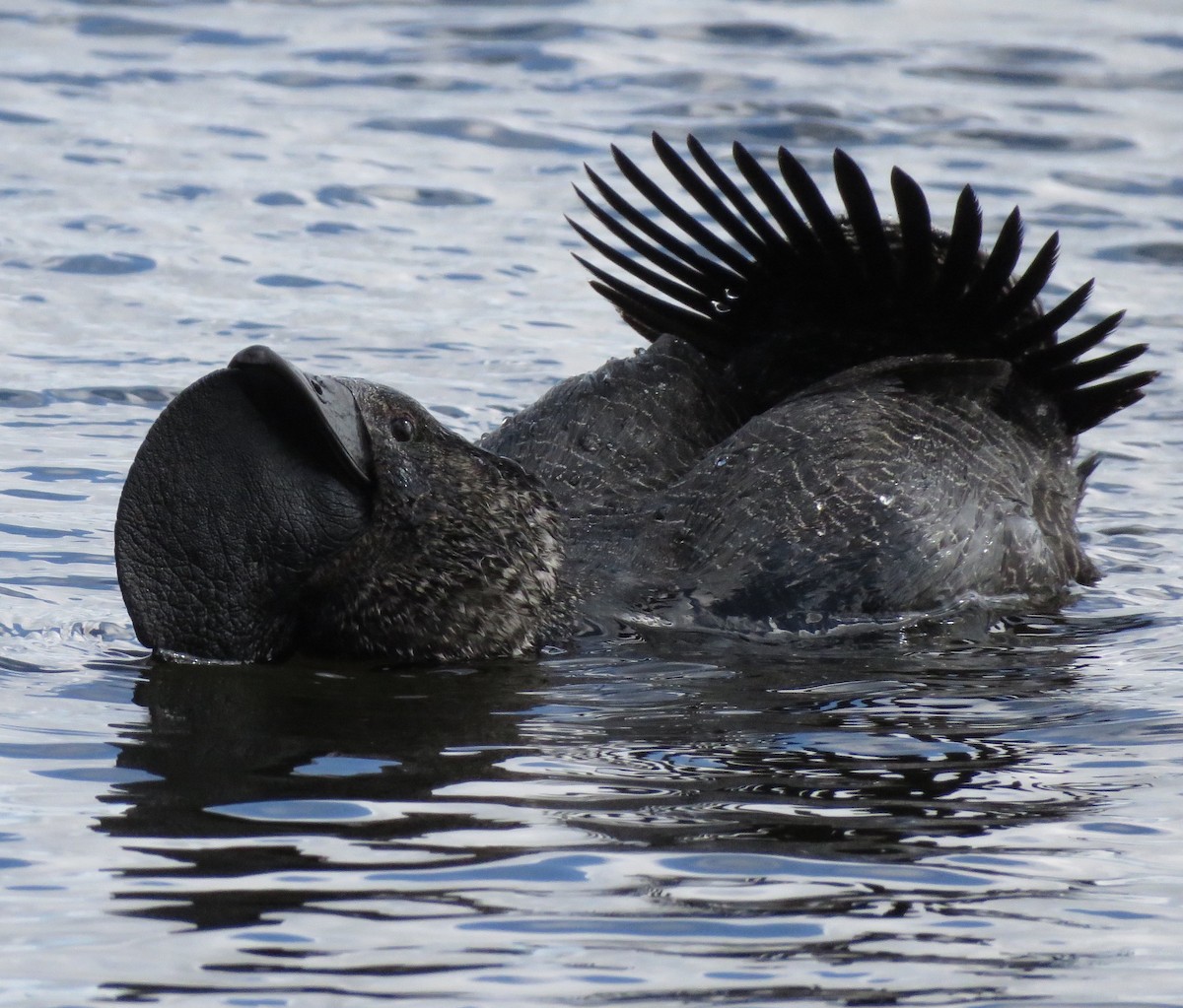 ML112482771 - Musk Duck - Macaulay Library