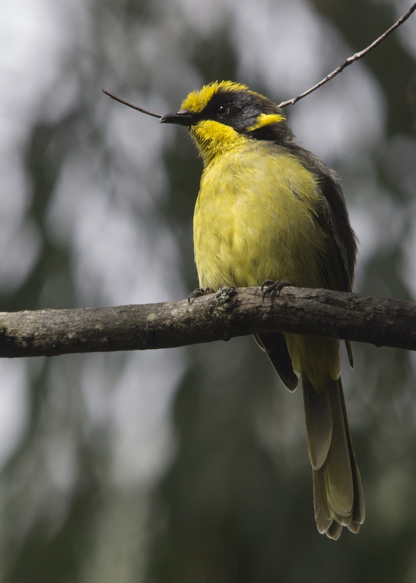 eBird Checklist - 30 Mar 2017 - Yellingbo Nature Conservation Reserve ...