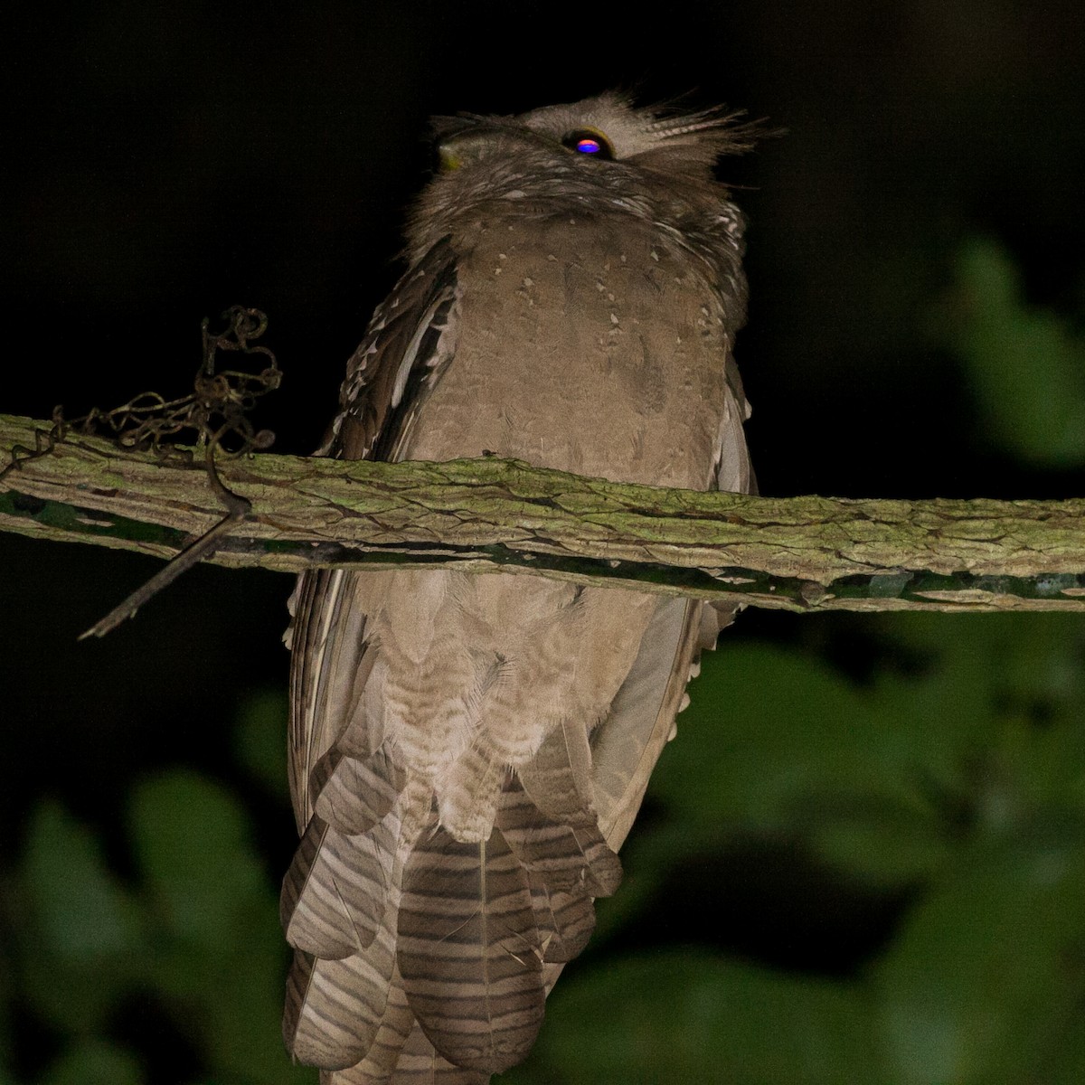 eBird Checklist - 5 Jul 2018 - Taman Negara NP Kuala Tahan* general area (use more precise ...