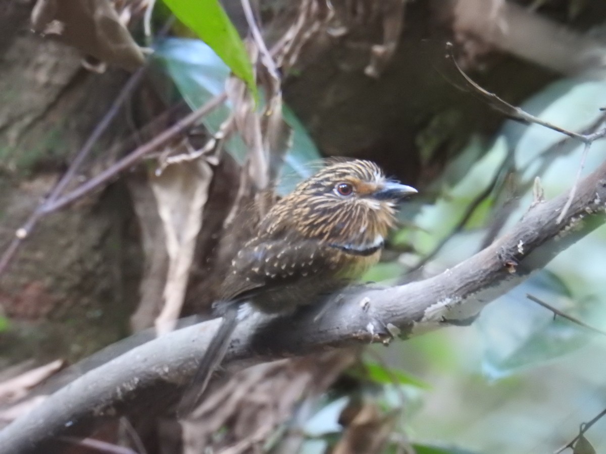 ML113749801 - Crescent-chested Puffbird - Macaulay Library