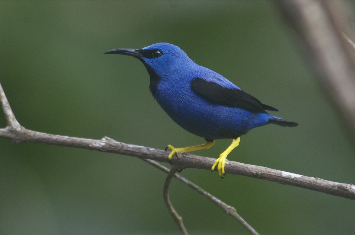 eBird Checklist - 15 Apr 2015 - Cerro Azul Yard - 31 species
