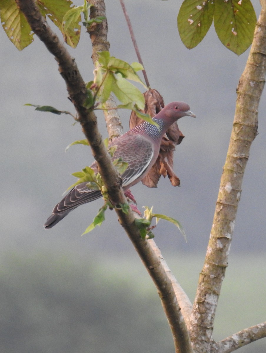 ML113777881 - Picazuro Pigeon - Macaulay Library