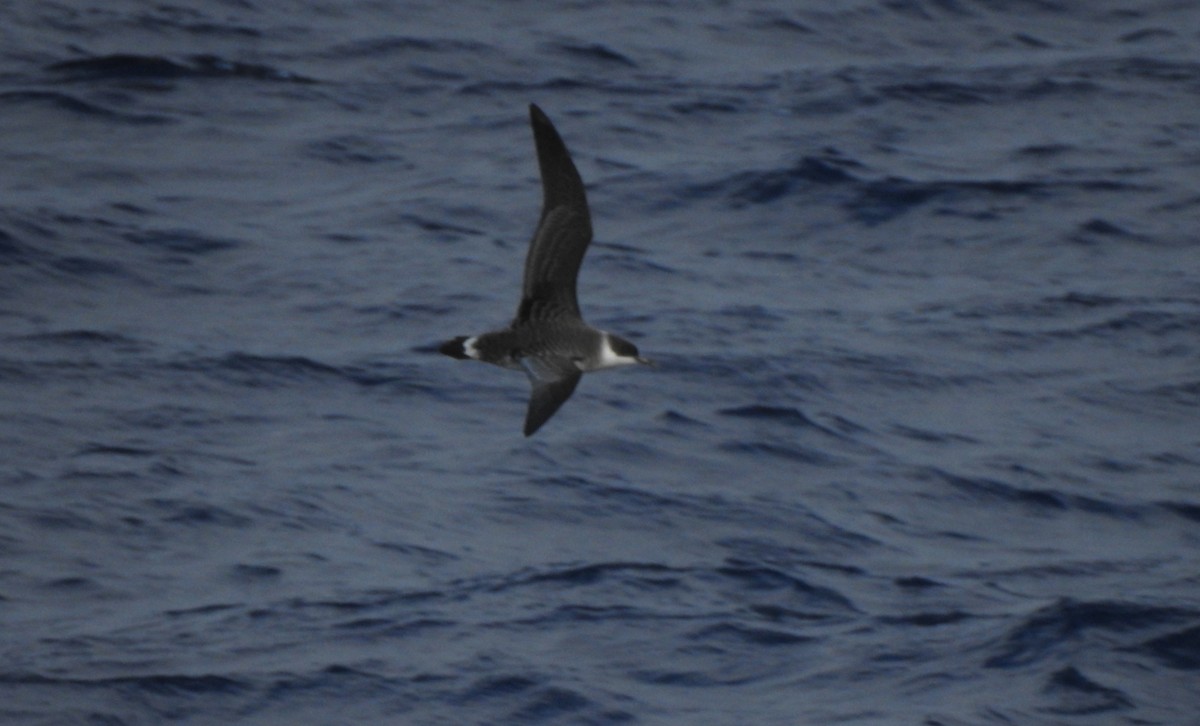 eBird Checklist - 3 Sep 2018 - Ferry Funchal-Porto Santo (saídas pelágicas) - 4 species (+1 ...