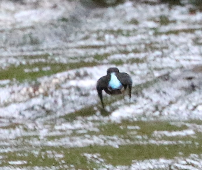 eBird Checklist - 7 Apr 2018 - Gunung Halimun Salak NP--Cikaniki ...