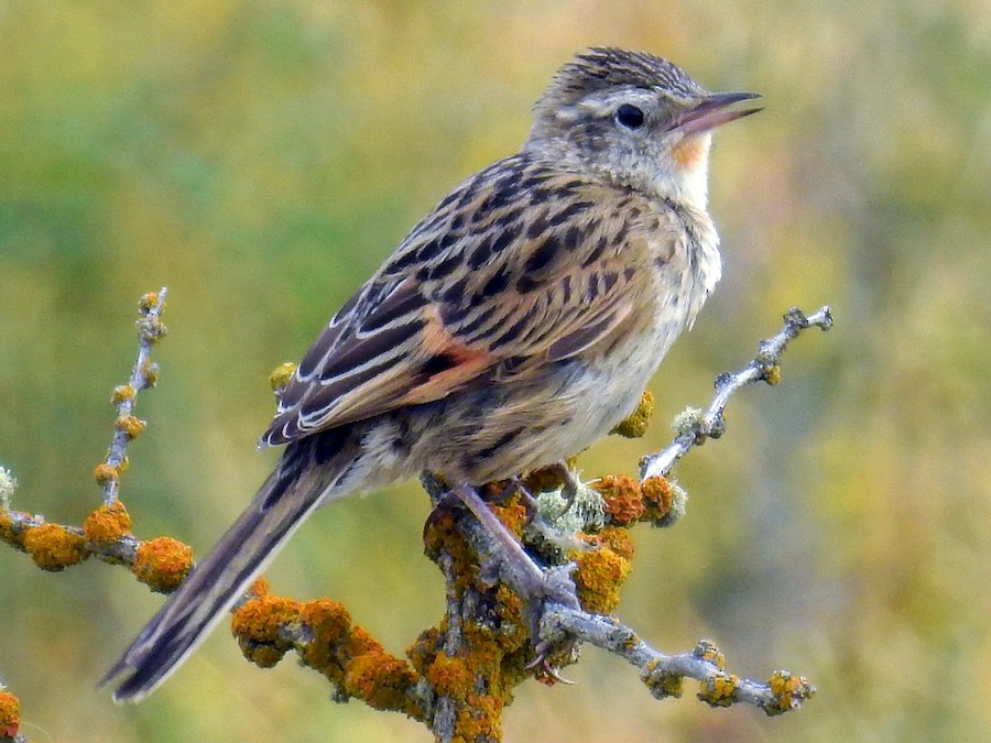 Synallaxe austral - eBird