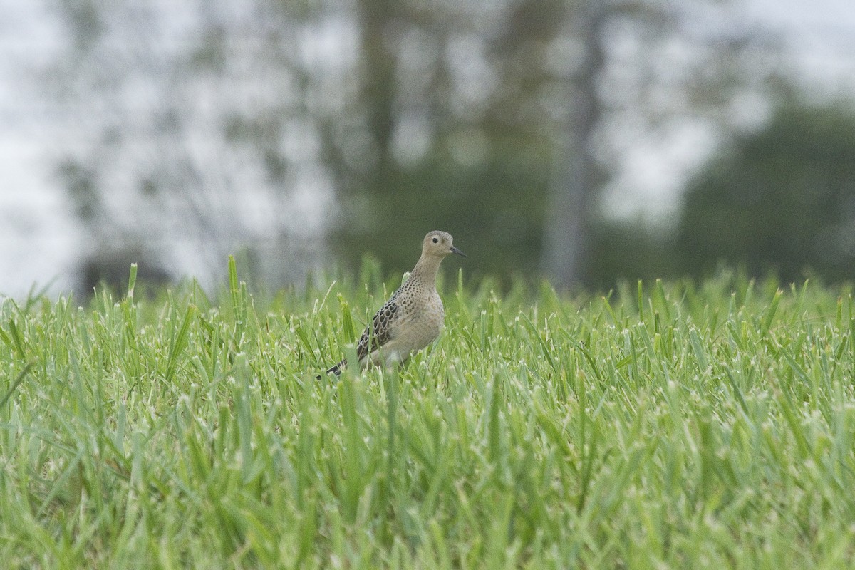 eBird Checklist - 11 Sep 2018 - WVU - JW Ruby Research Farm, Reedsville ...