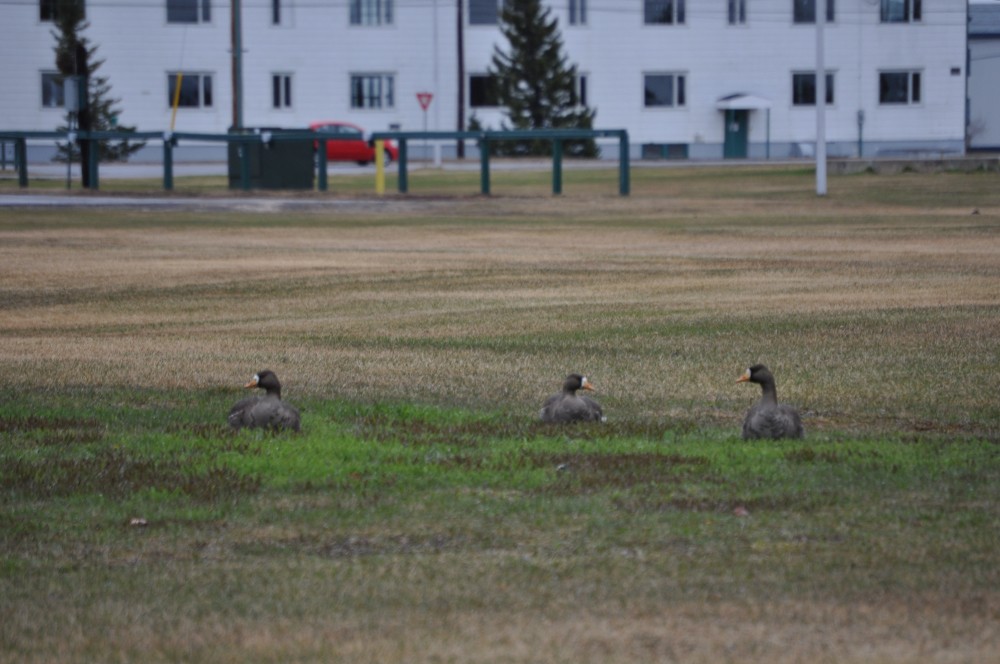 eBird Checklist - 8 May 2010 - HVGB--Canadian Forces Base - 1 species