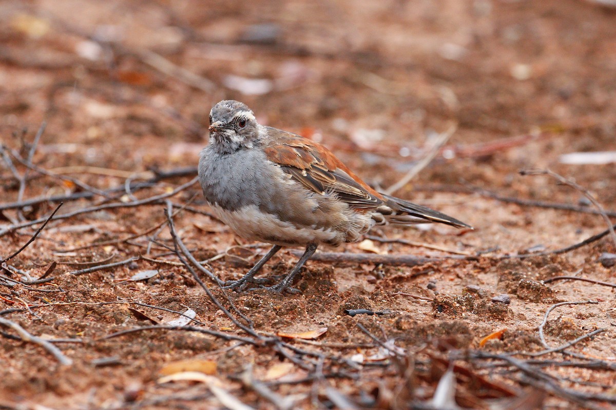 ML115465501 - Copperback Quail-thrush - Macaulay Library
