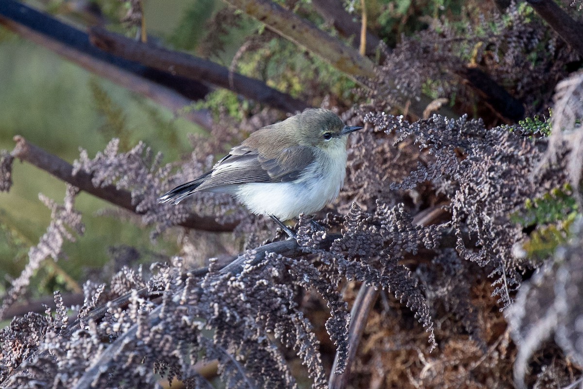 eBird Checklist - 24 Jul 2018 - Isuani Kulo (plateau SE of Mt Victoria ...