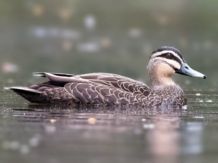 Grey Duck - eBird