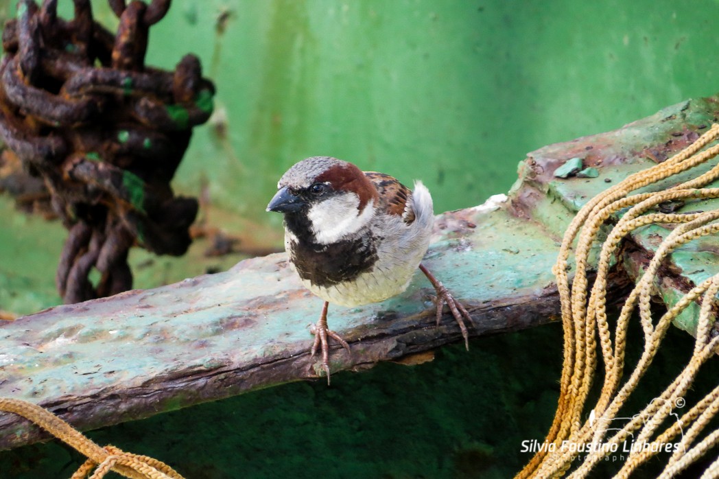 ML116507701 - House Sparrow - Macaulay Library