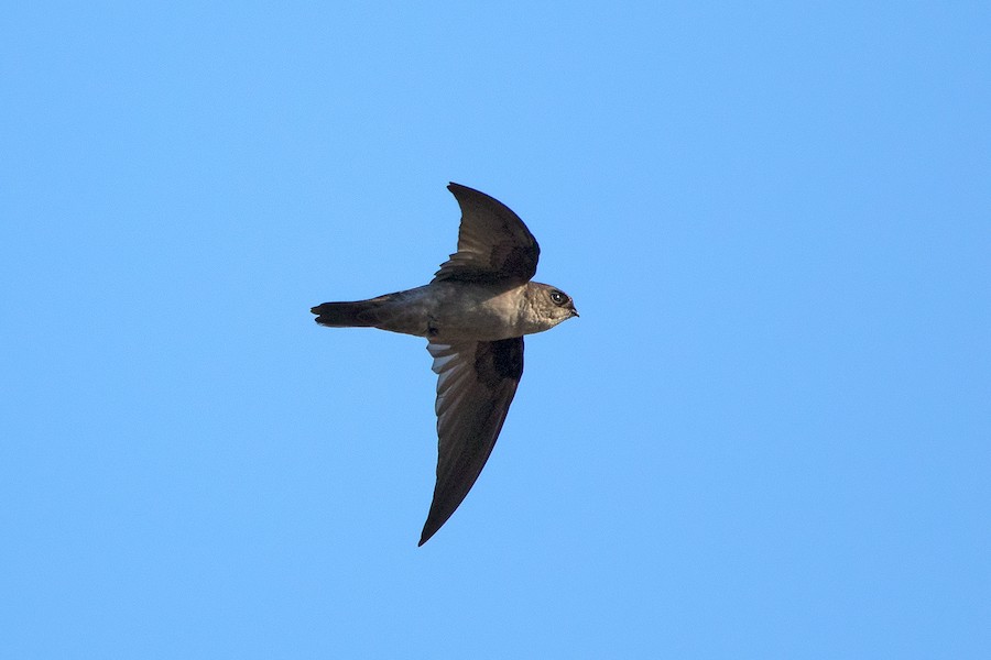 Himalayan Swiftlet (Indochinese) - eBird