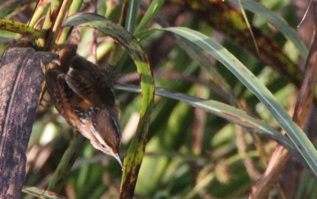 eBird Checklist - 29 Sep 2018 - Cheatham Dam Recreation Area North - 67 ...