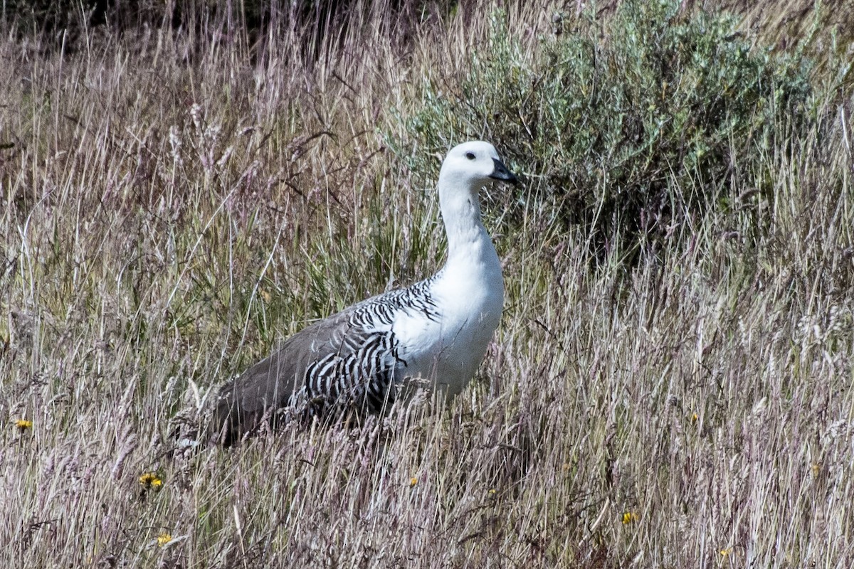 eBird Checklist - 5 Jan 2018 - PN Torres del Paine--Camping Lago Pehoé ...