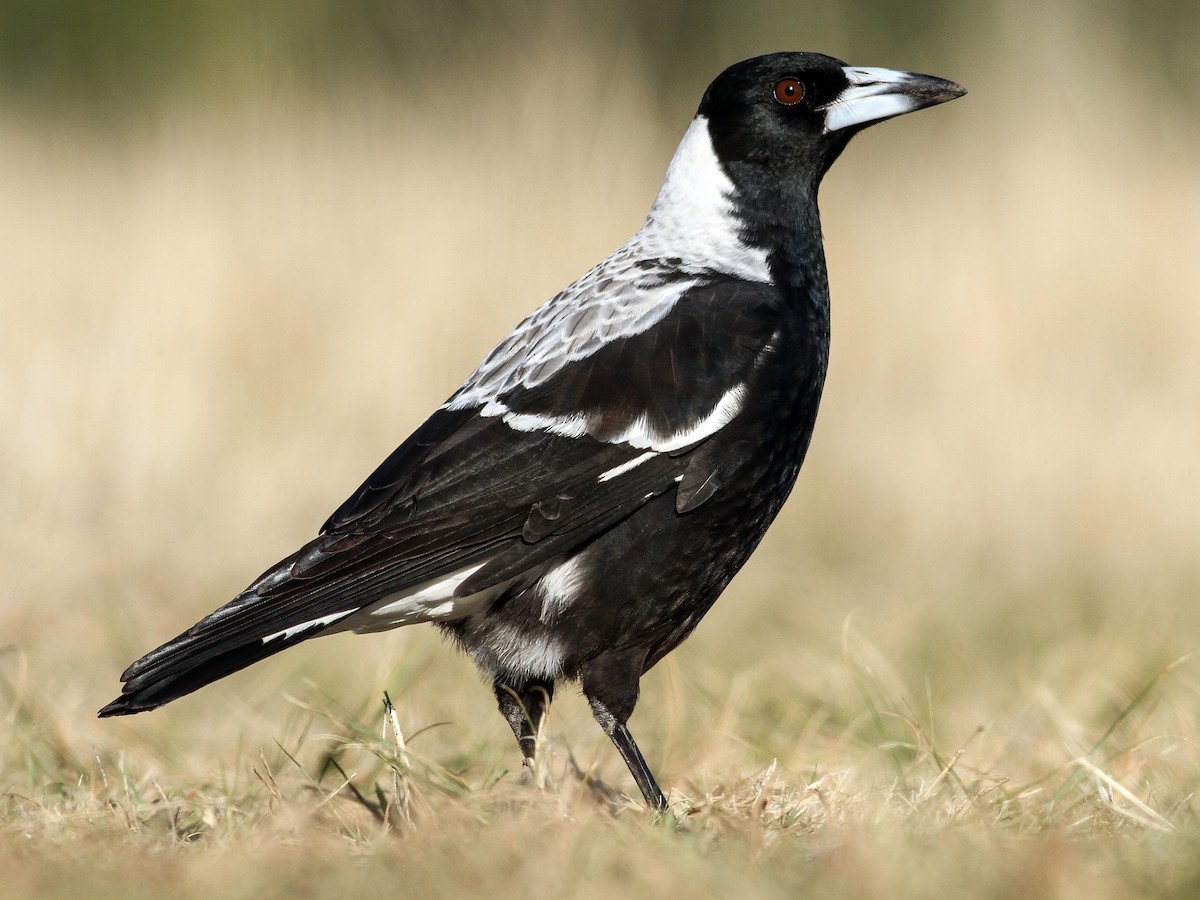 Australian Magpie - Gymnorhina tibicen - Birds of the World