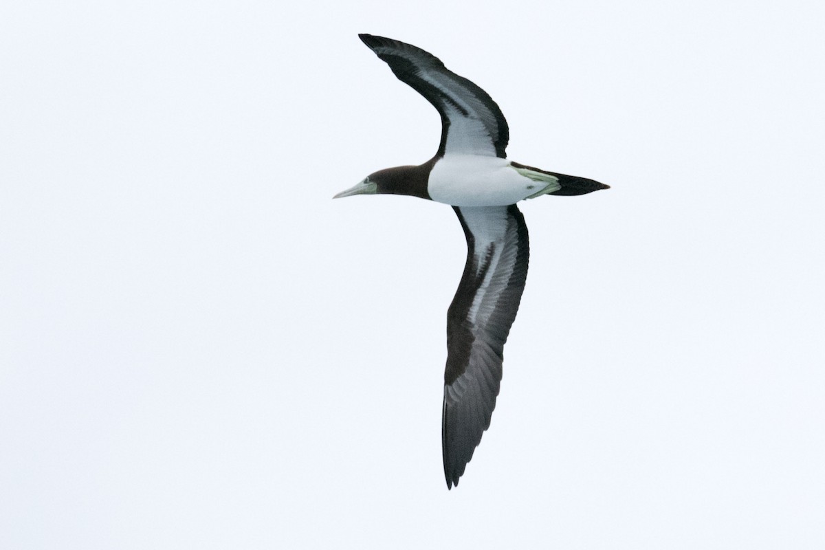 ML118685861 - Cocos Booby - Macaulay Library