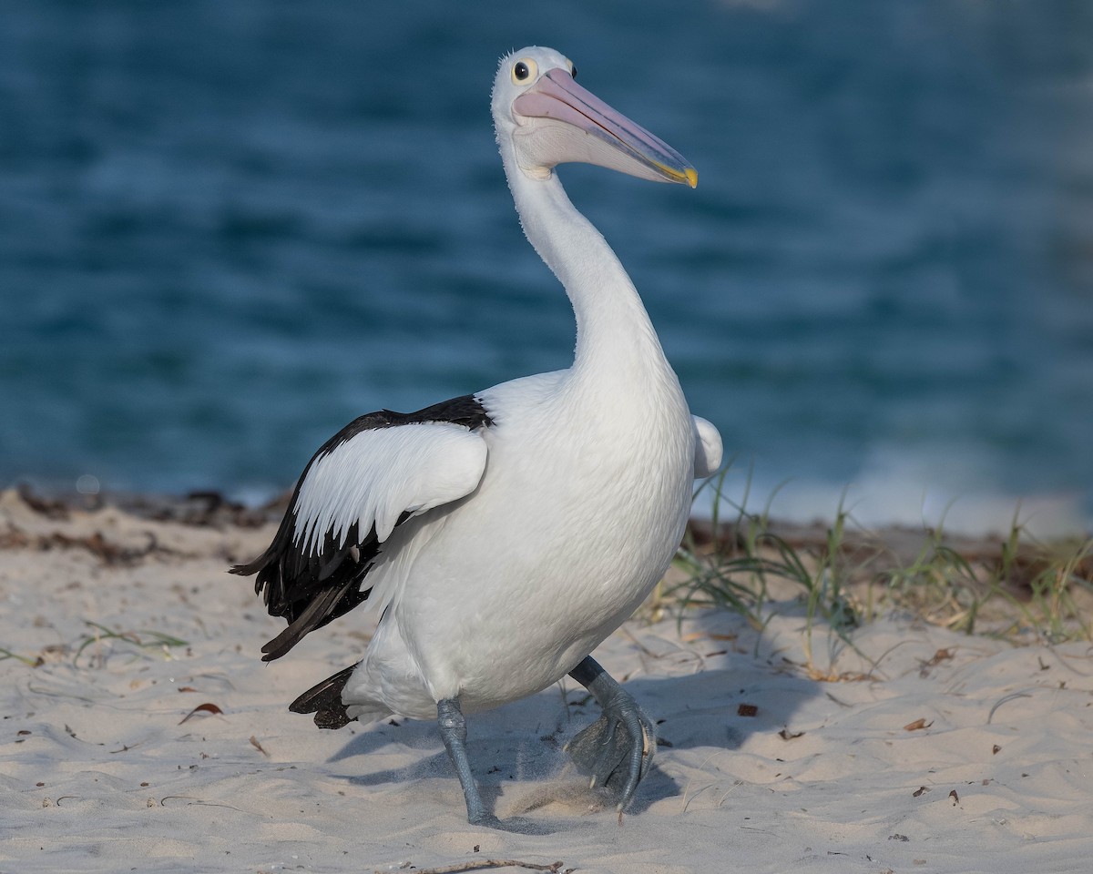 ML118759781 - Australian Pelican - Macaulay Library
