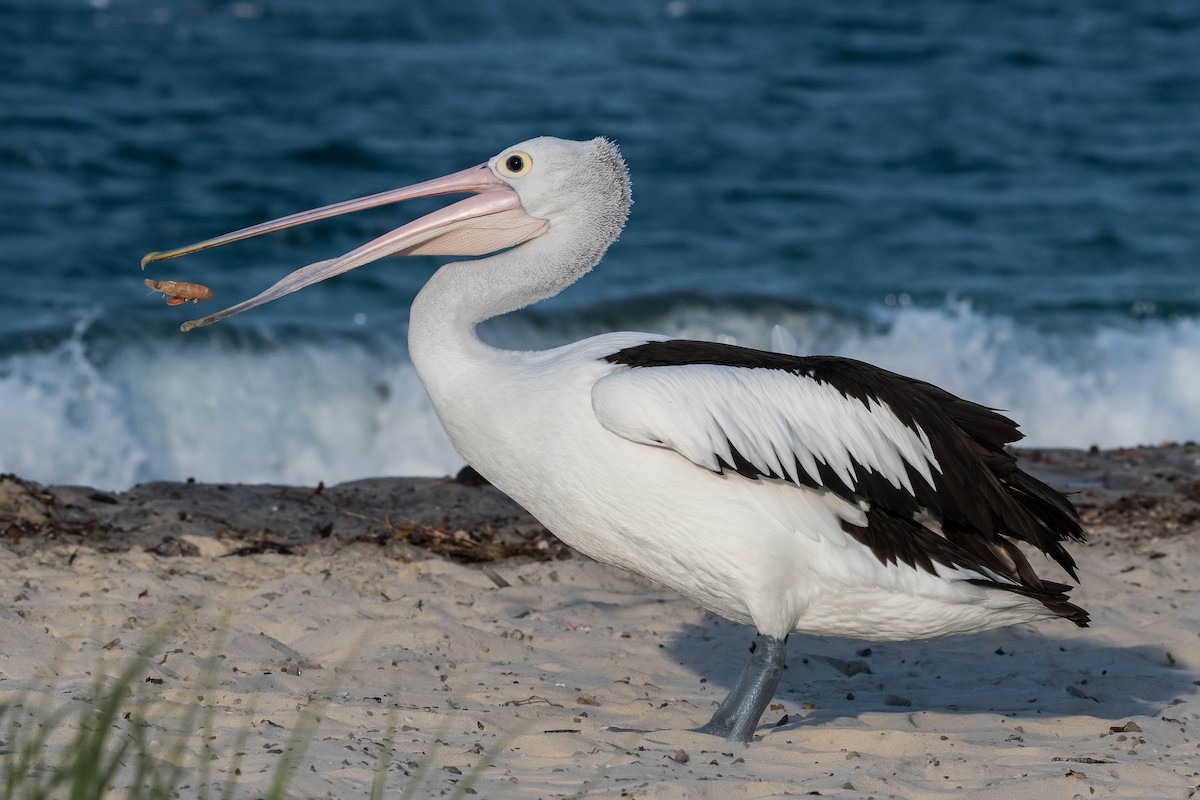 ML118760141 - Australian Pelican - Macaulay Library