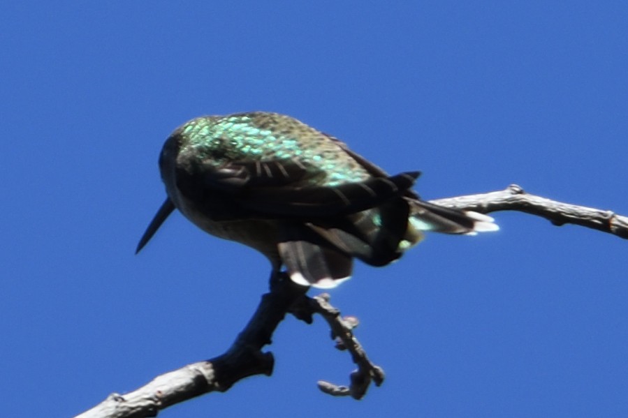 eBird Checklist - 17 Oct 2018 - Carpinteria Ave, Carpinteria US-CA (34. ...