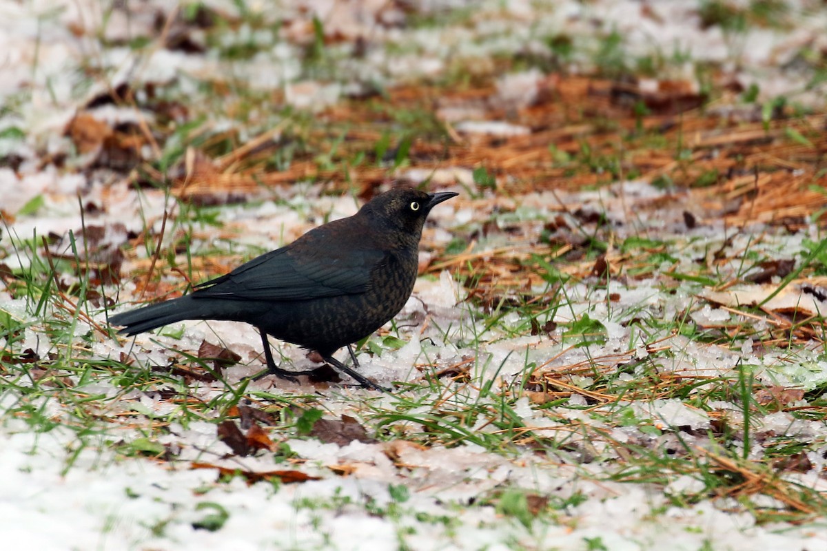 eBird Checklist - 24 Oct 2018 - Akers Pond, north end - 6 species