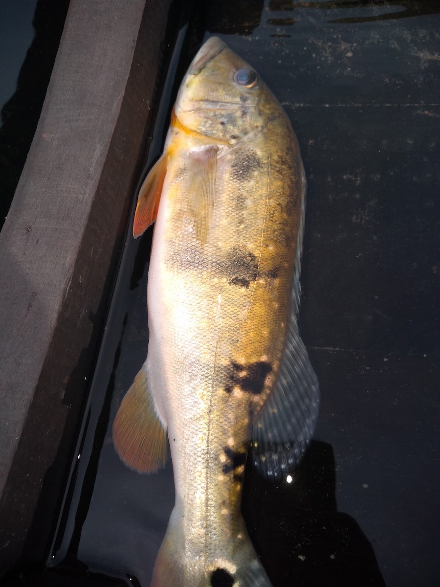 ML120444911 - Fish sp. - Macaulay Library