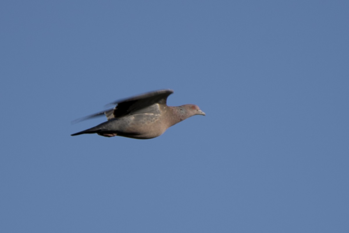 eBird Checklist - 21 Oct 2018 - Ipeúna--Estrada do Fazendão - 73 species