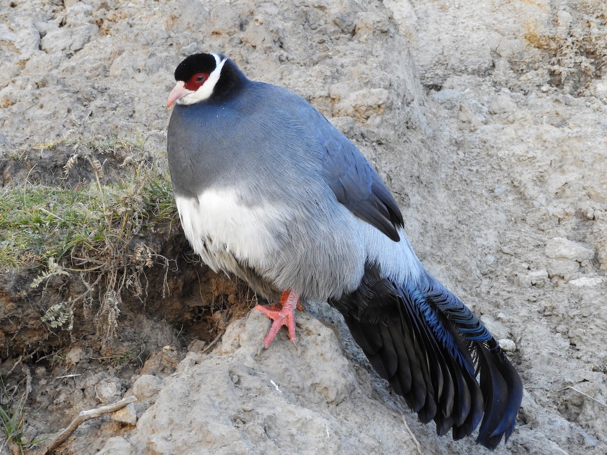 ML120554891 - Tibetan Eared-Pheasant - Macaulay Library