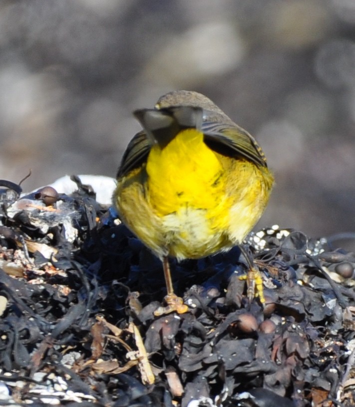 ML120644721 - Palm Warbler - Macaulay Library