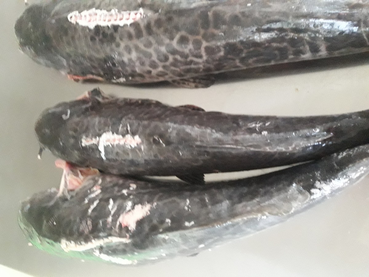 ML120662561 - Fish sp. - Macaulay Library