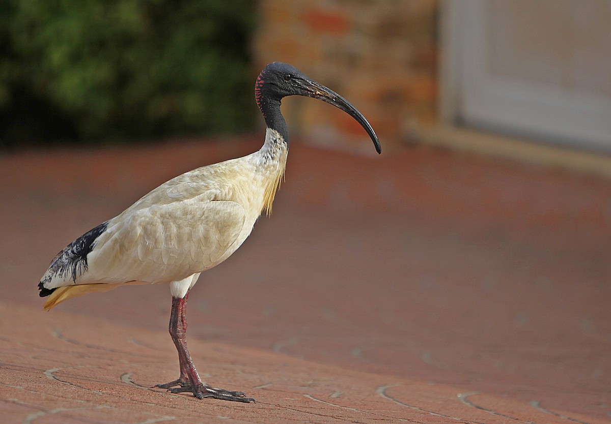 ML120891771 - Australian Ibis - Macaulay Library