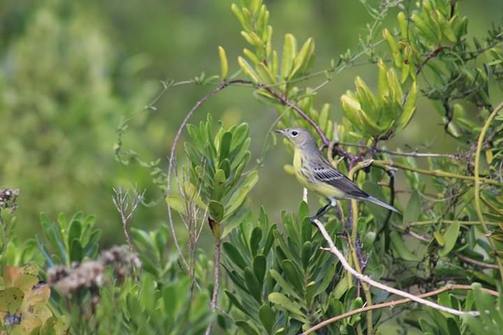 eBird Checklist - 21 Oct 2018 - Landfall Park (Mexico Olympics Monument ...