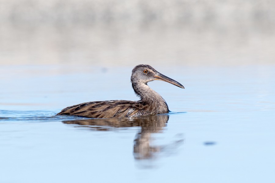 Clapper Rail (Gulf Coast) - eBird
