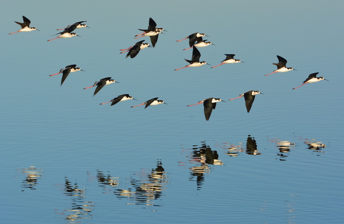 ML121797801 - Black-necked Stilt - Macaulay Library
