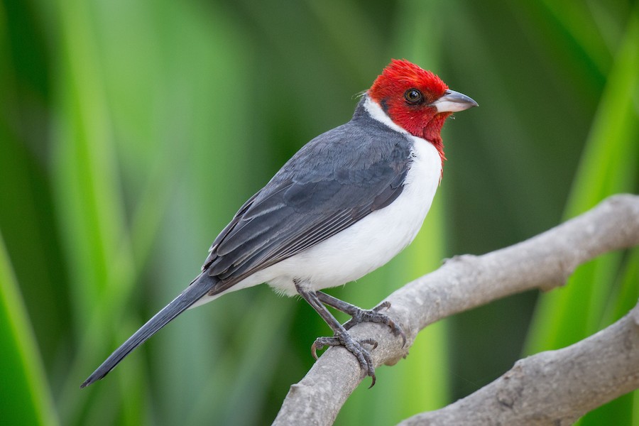 Red-crested x Red-capped Cardinal (hybrid) - eBird