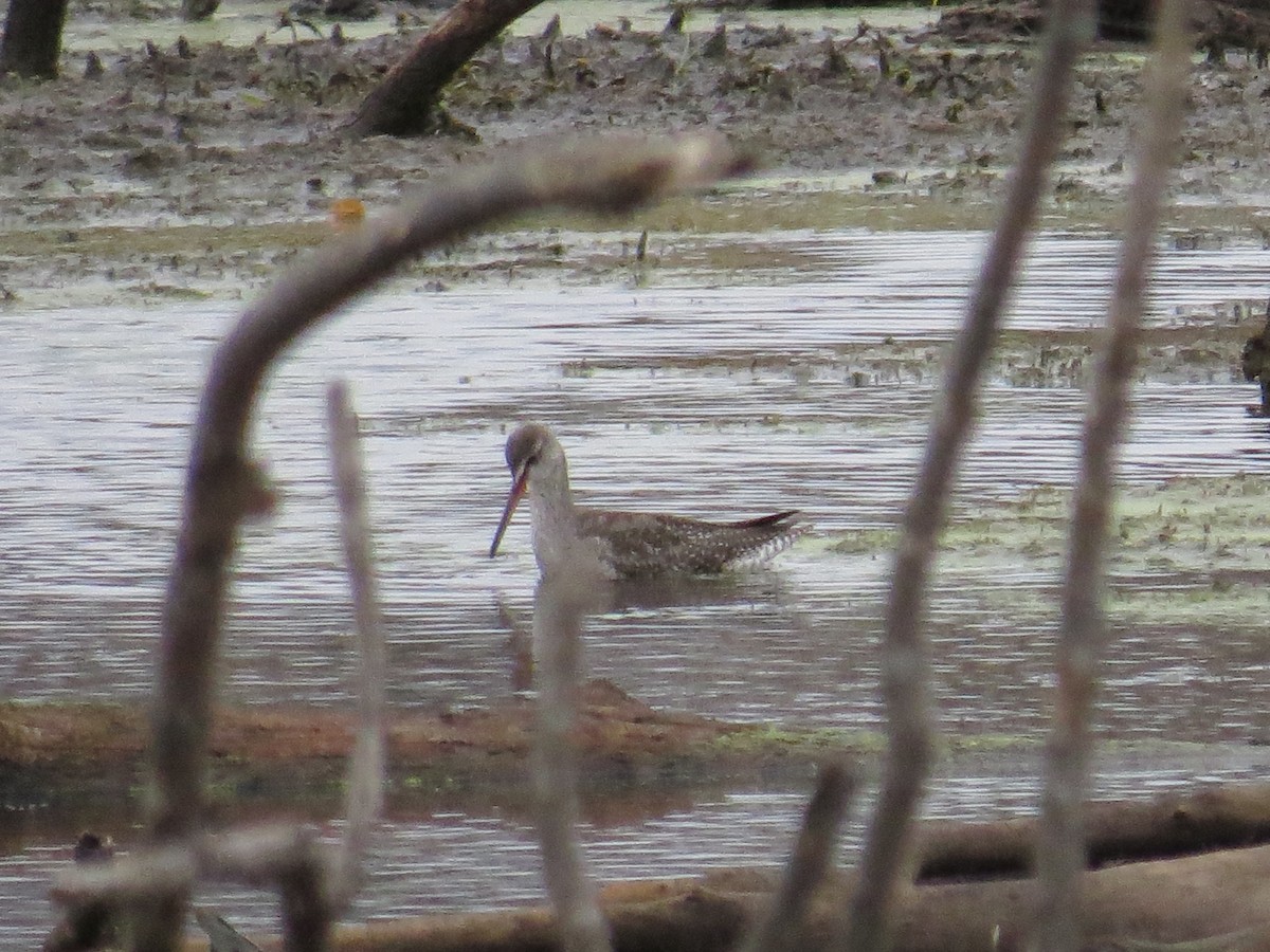 eBird Checklist - 4 Nov 2018 - Scio Church Rd. and Parker Rd. ponds - 5 ...