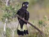 Iconic Birds - Mount Compass School Swamp, Alexandrina, South Australia ...