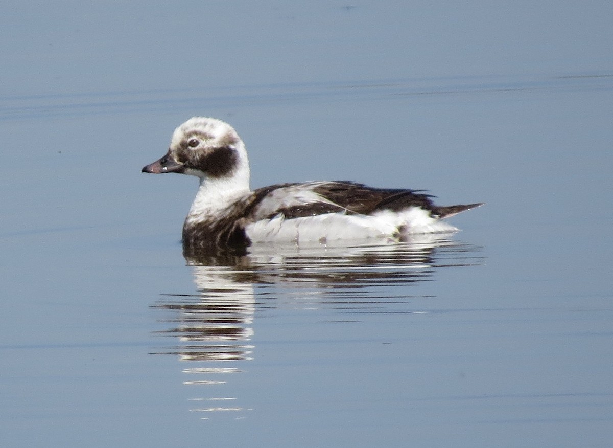 eBird Checklist - 14 Mar 2015 - Kern NWR - 49 species (+2 other taxa)